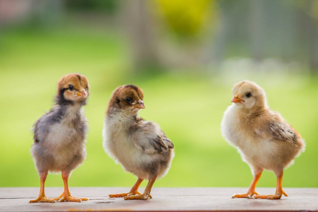 Where to Buy Baby Chicks - Backyard Poultry